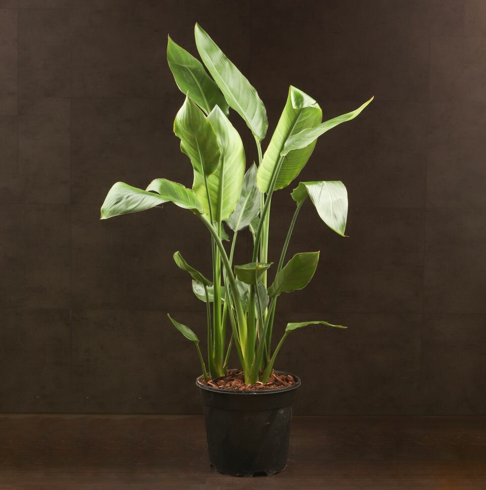 Комнатное растение LuxuryPlants пальма Стрелиция Николая 85/21