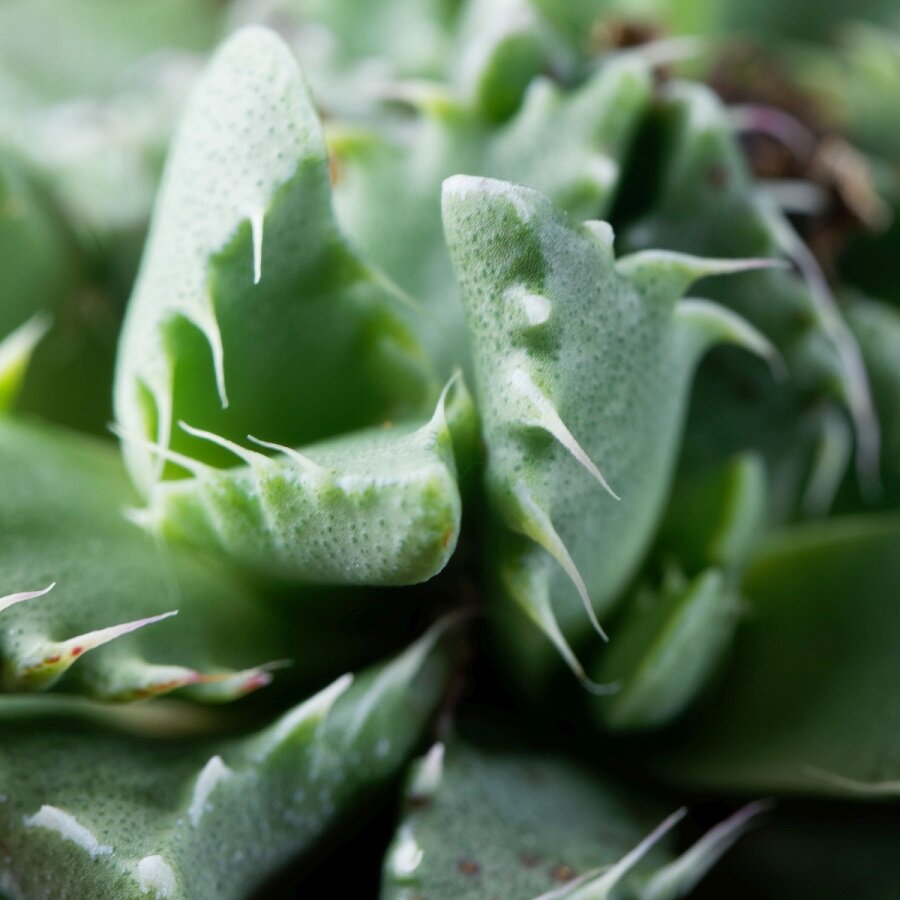 Семена Орешка Суккулент Faucaria tuberculosa (10 ШТ)