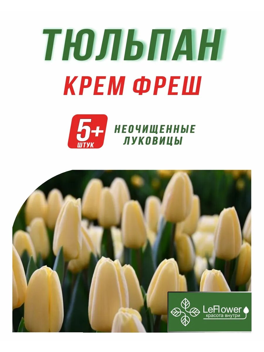 Тюльпан Луковица, Крем Фреш, 5+ шт