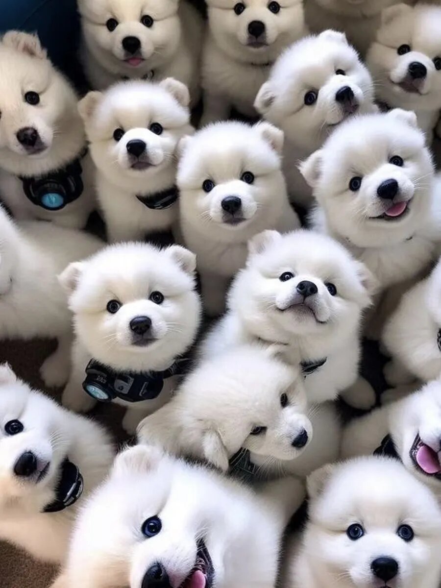 Картина по номерам на холсте Собачки 40*50 см