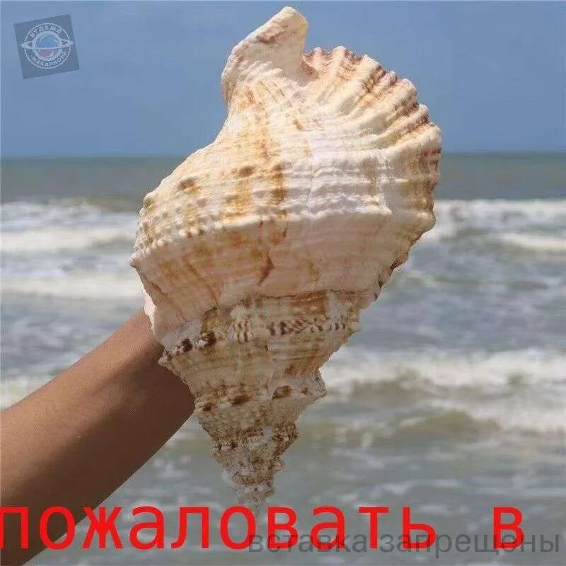 Ракушка морская натуральная Бурса Бубо для аквариума, размер 12-13 см.