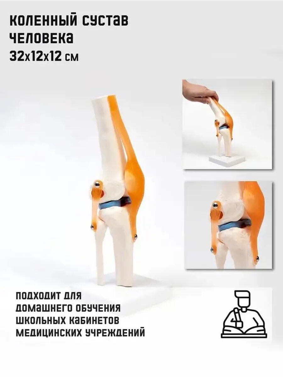 Анатомическая модель коленного сустава для обучения