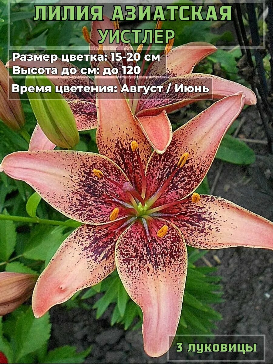 Лилия азиатская , луковицы 3 штуки