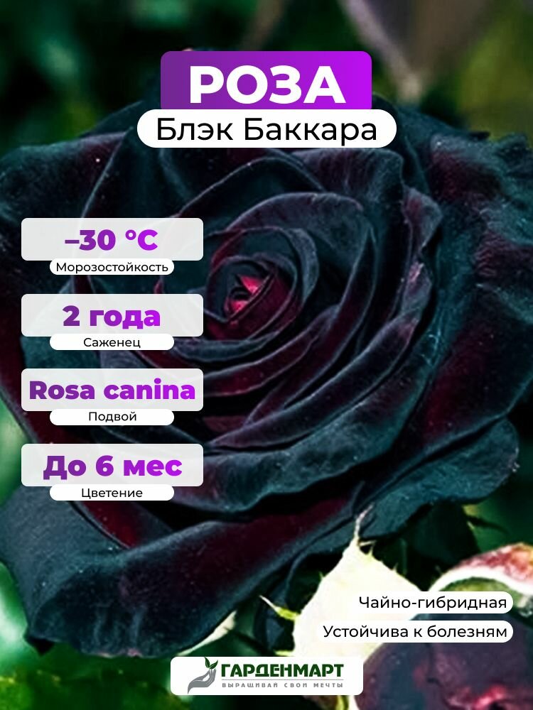 Саженец Роза чайно-гибридная Блэк Баккара ГМ