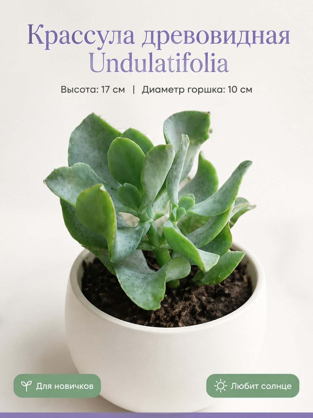 Крассула древовидная Undulatifolia (Crassula arborescens) Денежное дерево, суккулент комнатный живой, горшечное растение для дома и офиса