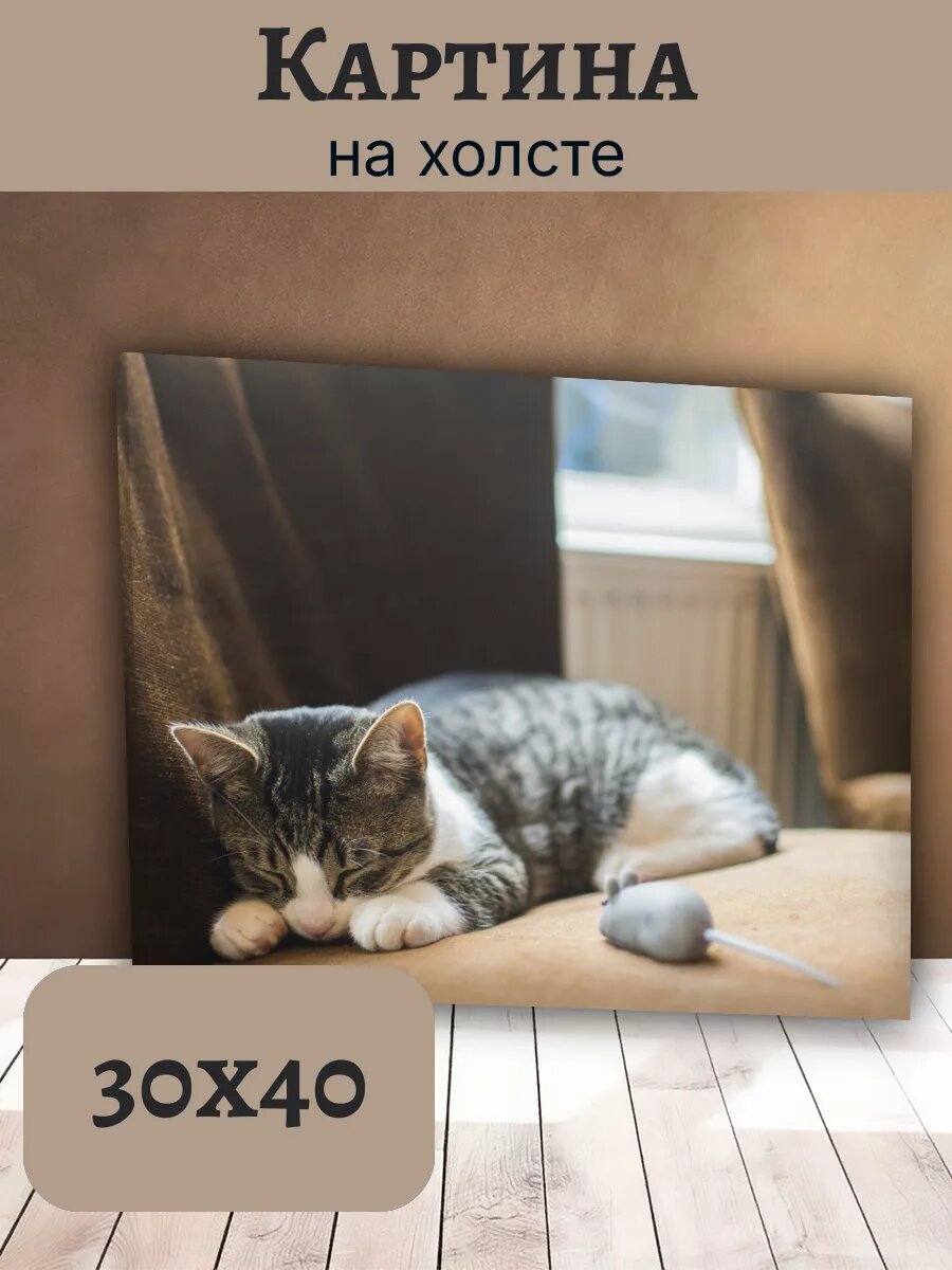 Картина Кот Кошка Cat 30x40 спящий полосатый котенок