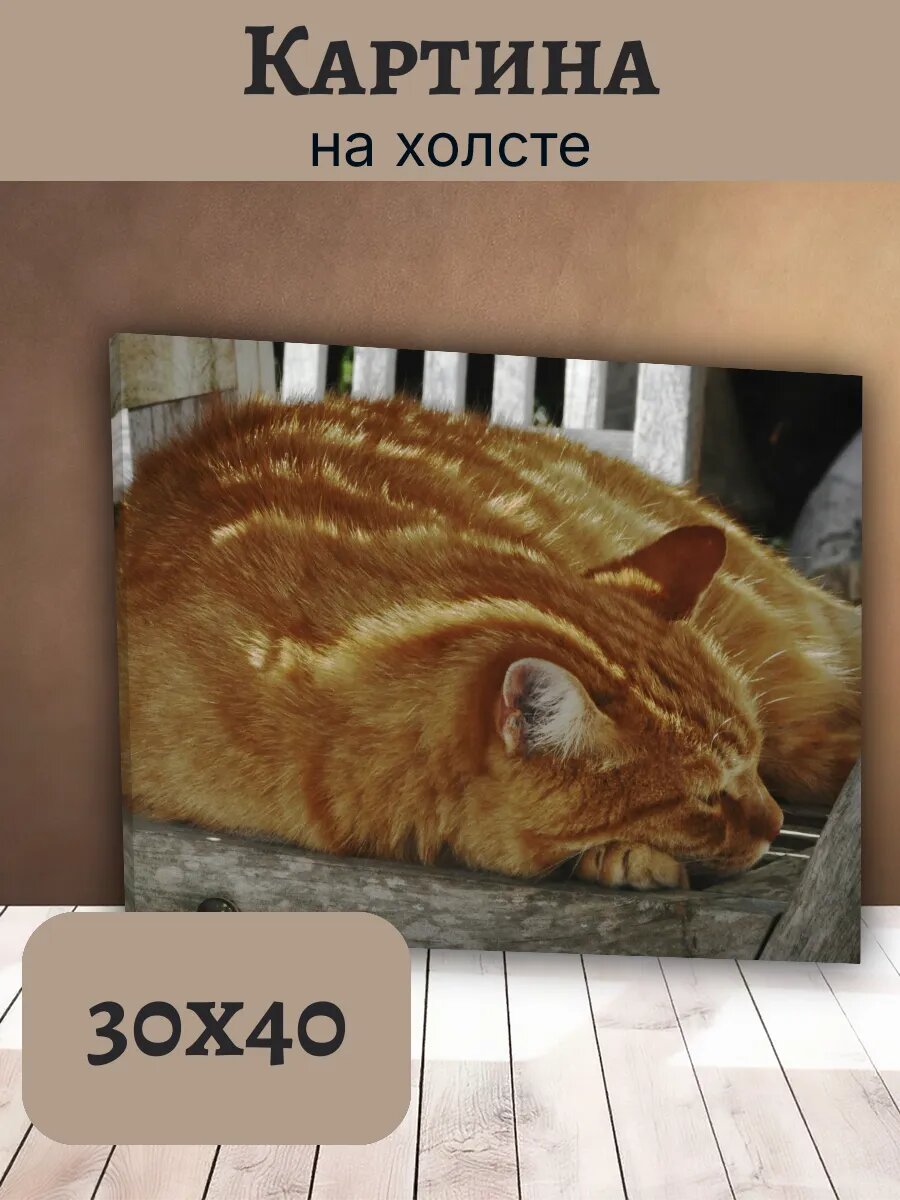 Картина Кот Кошка Cat 30x40 рыжий полосатый спящий на заборе