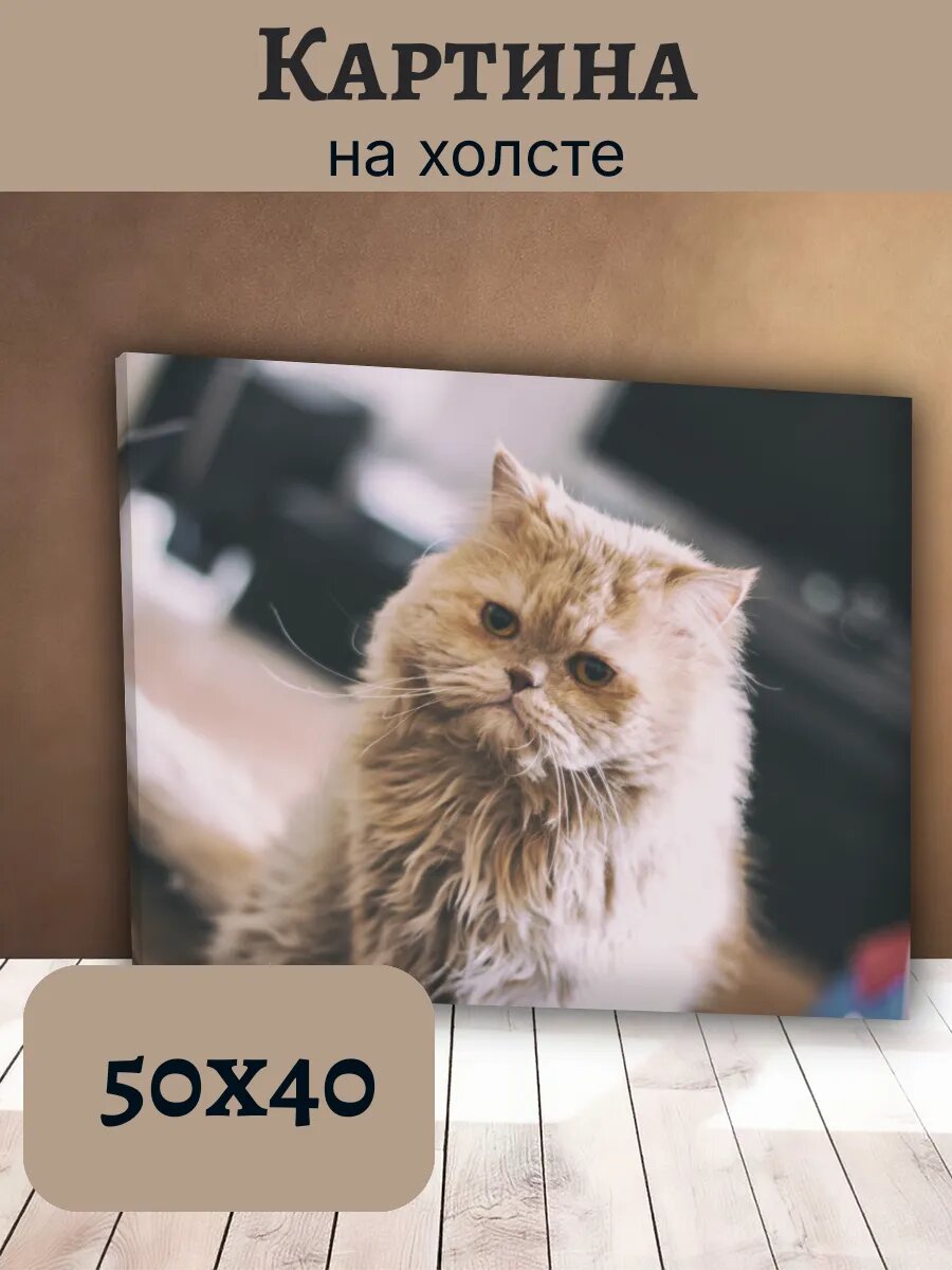 Картина Кот Кошка Cat 40x50 интерьерная портрет пушистого