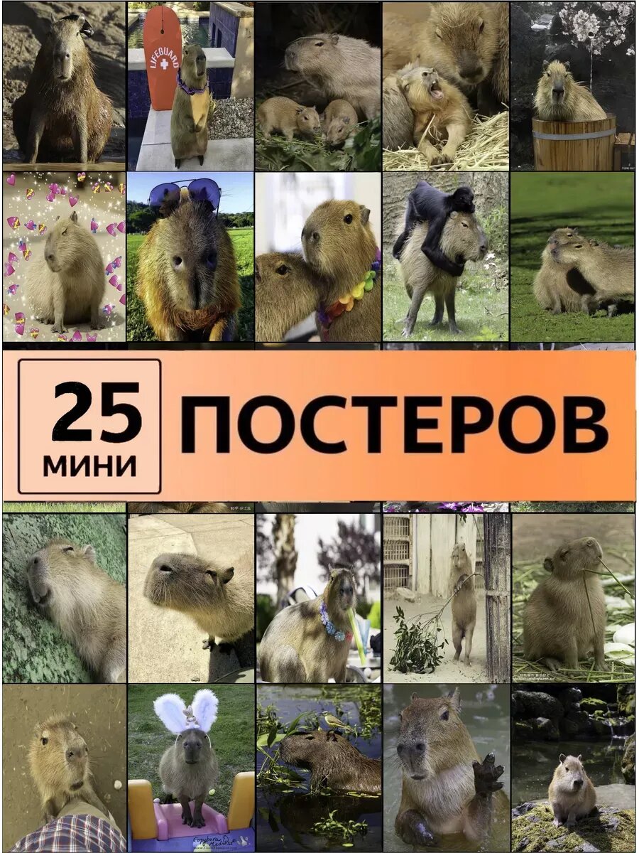 Постеры Карточки с животными Капибара