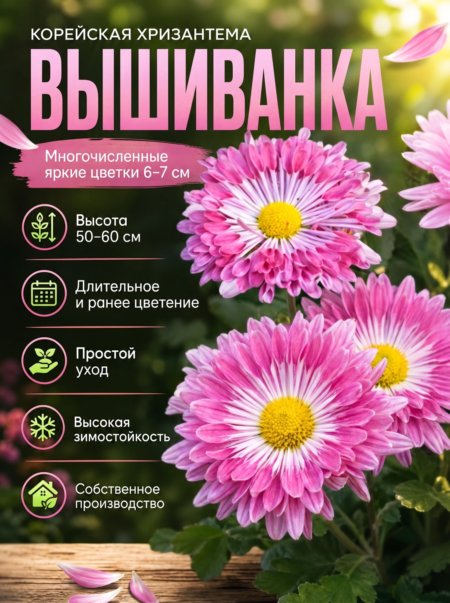 Корейская хризантема Вышиванка (растение с ЗКС) 1 шт.