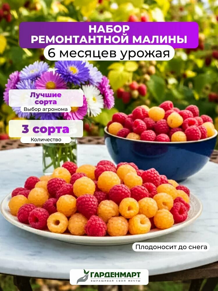 Саженец Комплект ремонтантной малины "6 месяцев урожая" из 3 сортов