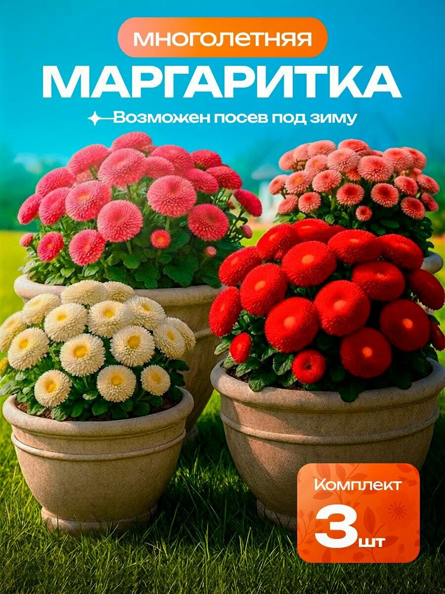 Семена цветов маргаритки 3 шт.