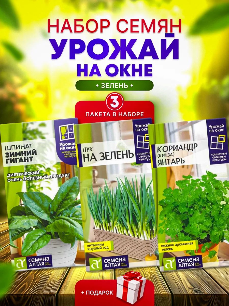 Урожай на окне: Шпинат, Лук на Зелень, Кориандр