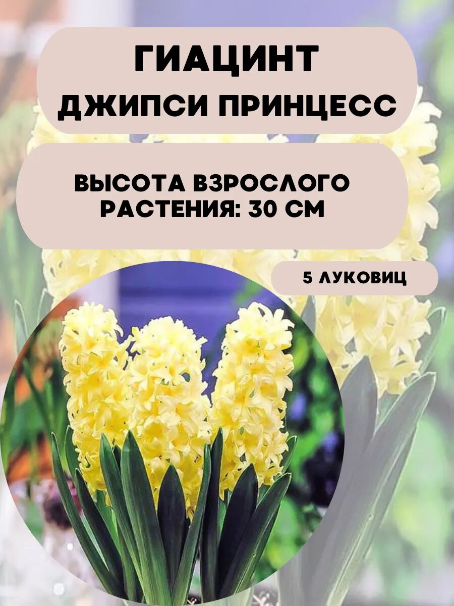 Гиацинт многолетний луковичные растения