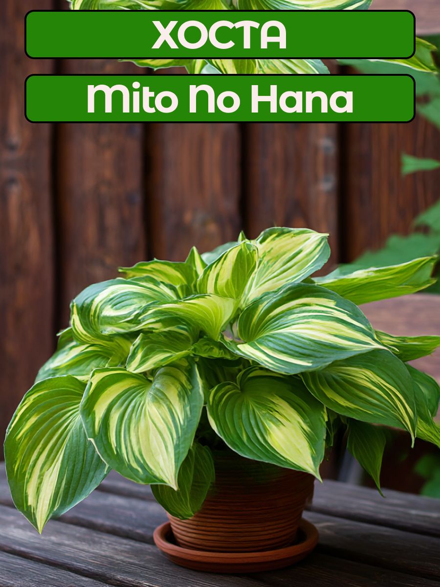 Хоста Mito No Hana, 1 шт