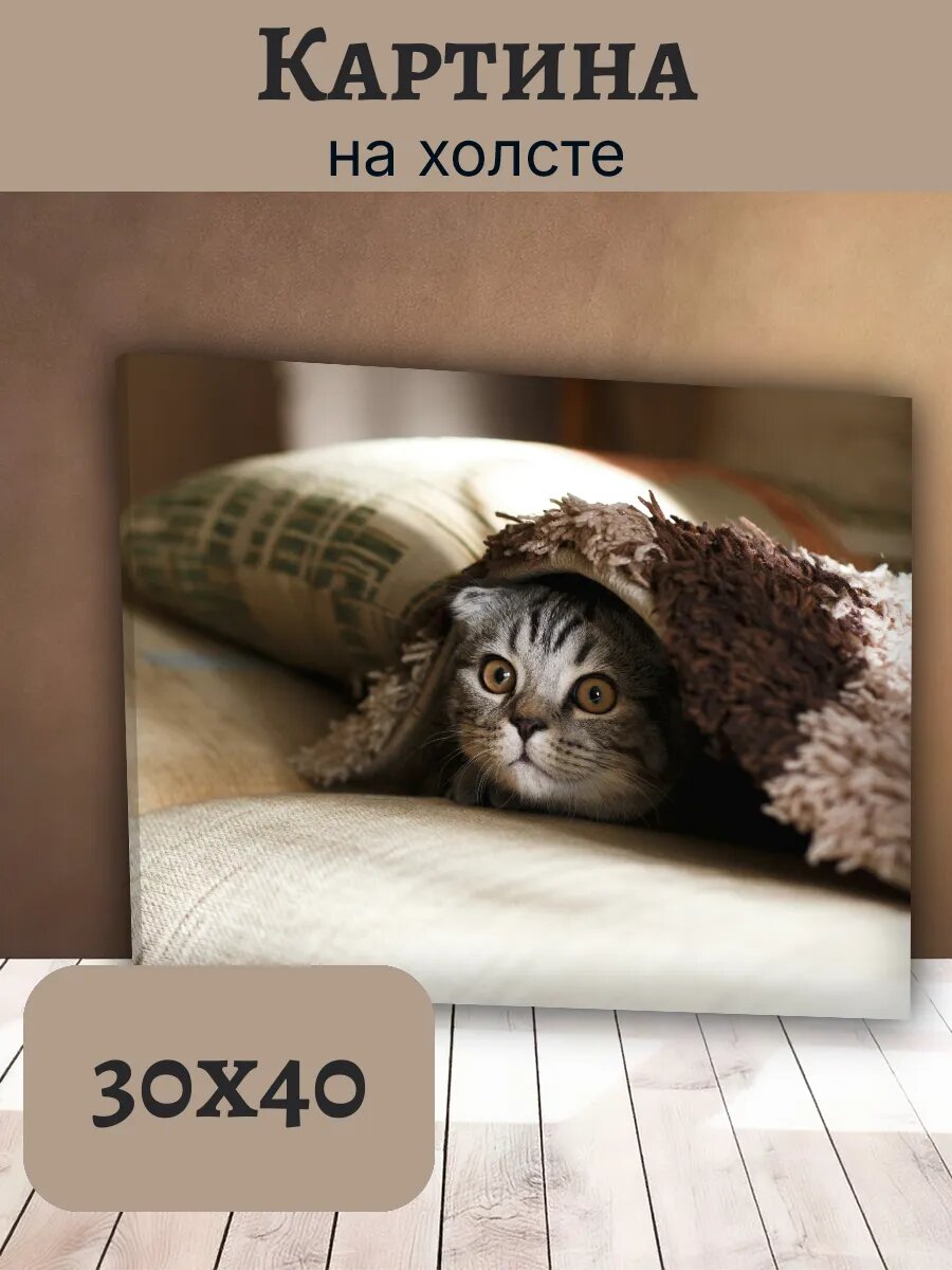 Картина Постер Кот Кошка Cat 30x40 уютный серый котик