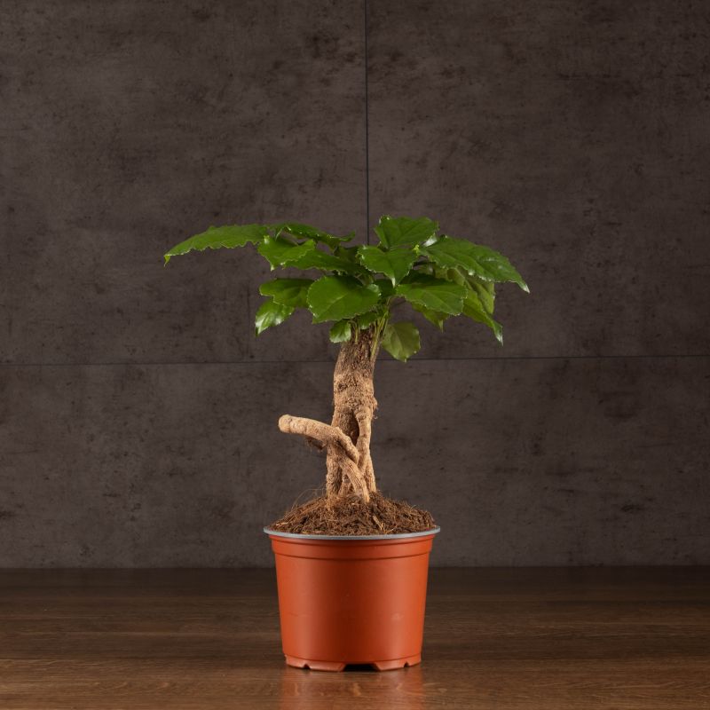Комнатное растение LuxuryPlants Радермахера с воздушными корнями 30/12