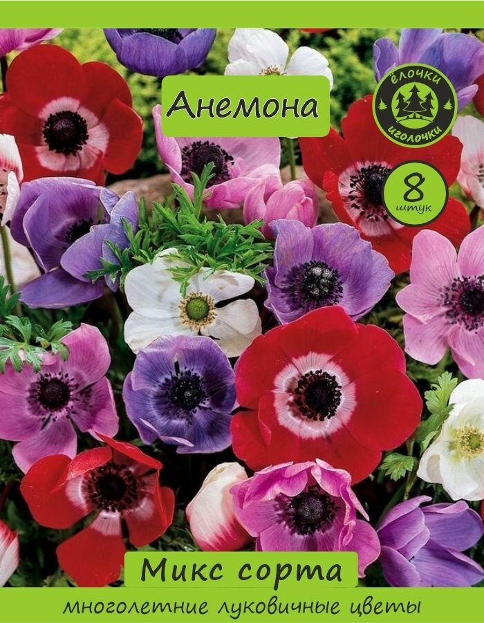 Анемона, микс сорта 8шт.