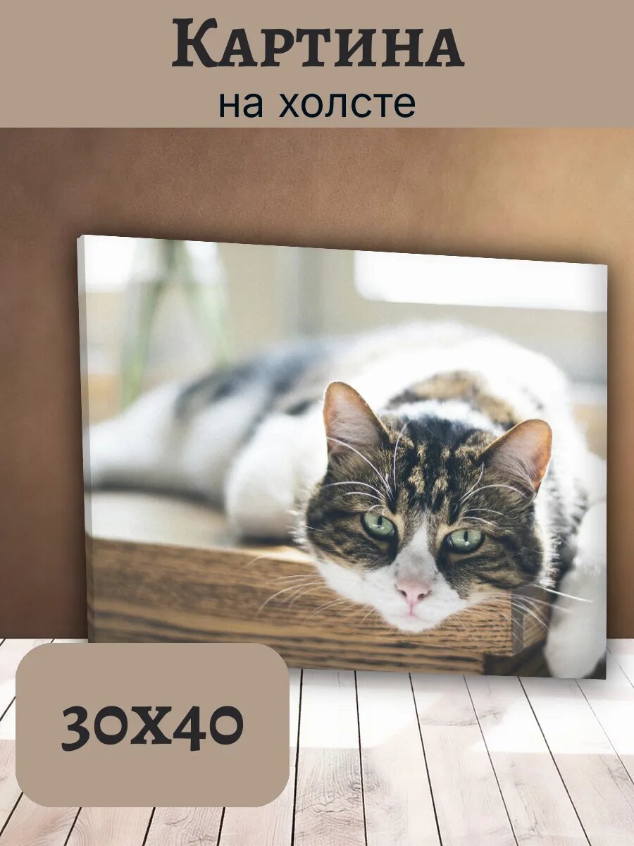 Картина Постер Кот Кошка Cat 30x40 с зелеными глазами