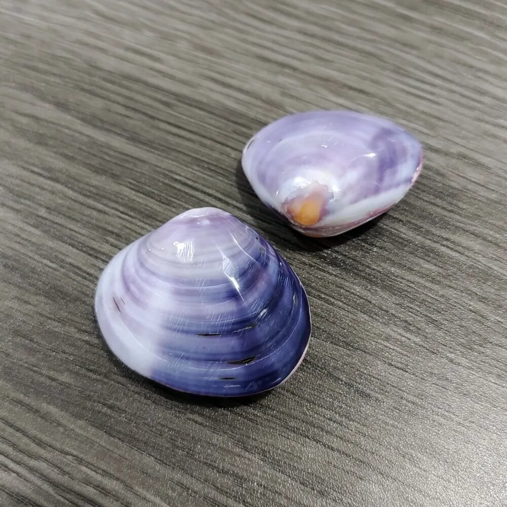 1 шт. Натуральная морская раковина Пурпурная ракушка (Hiatula violacea) с нежным фиолетовым оттенком элегантный декор для аквариума, интерьера и творчества