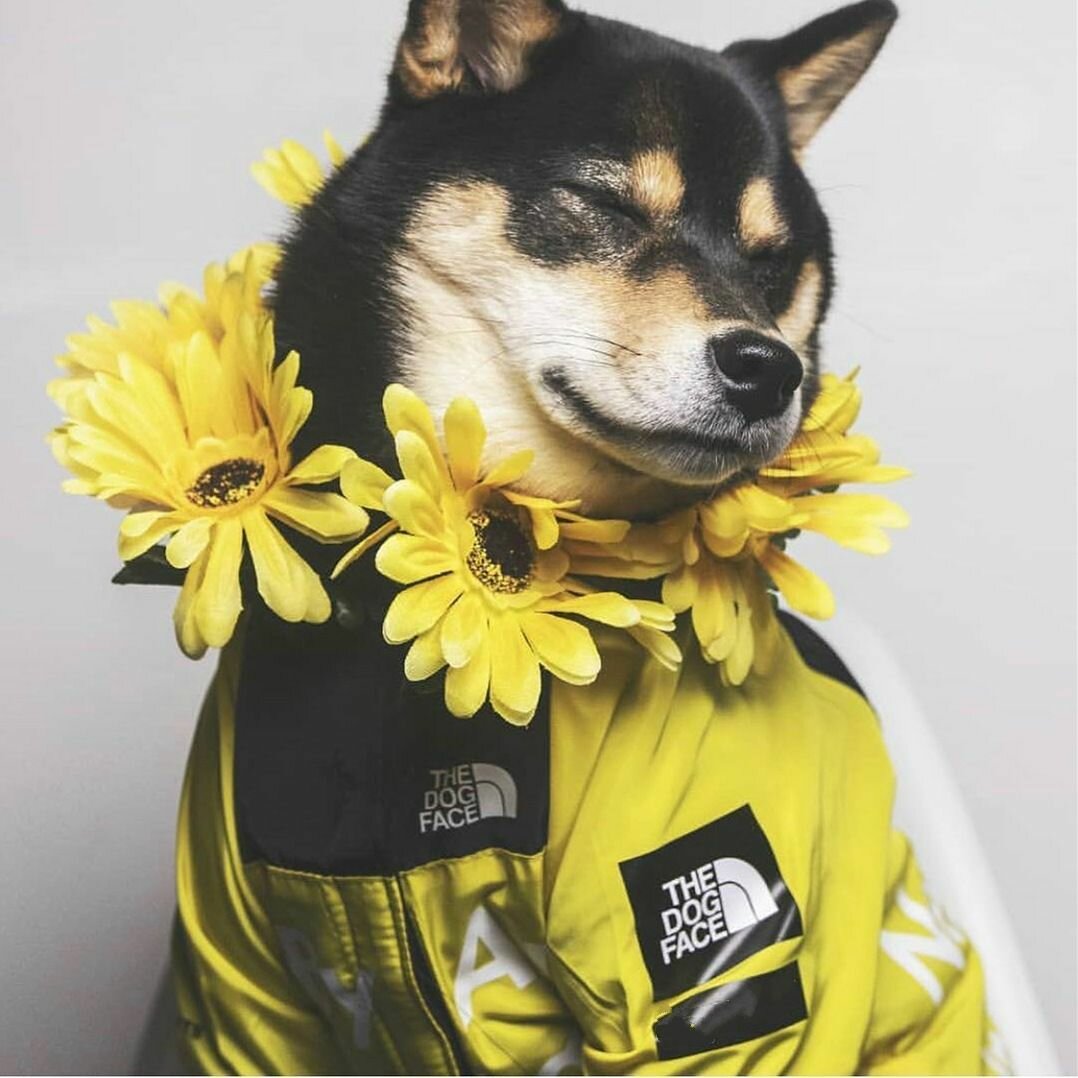 The Dog Face Дождевики для собак, куртка от дождя, водонепроницаемая, подходит для крупных, средних и мелких собак