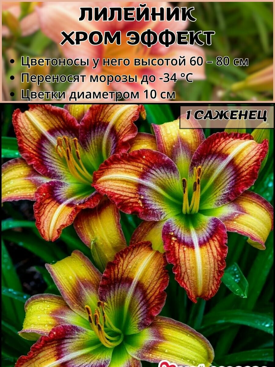 Лилейник саженец, многолетник 1 штука