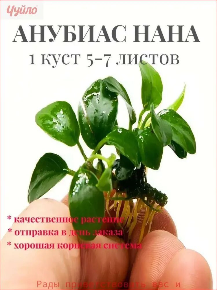 Анубиас нана (1 куст). Живое аквариумное растение. Аквариумное растение Анубиас нана