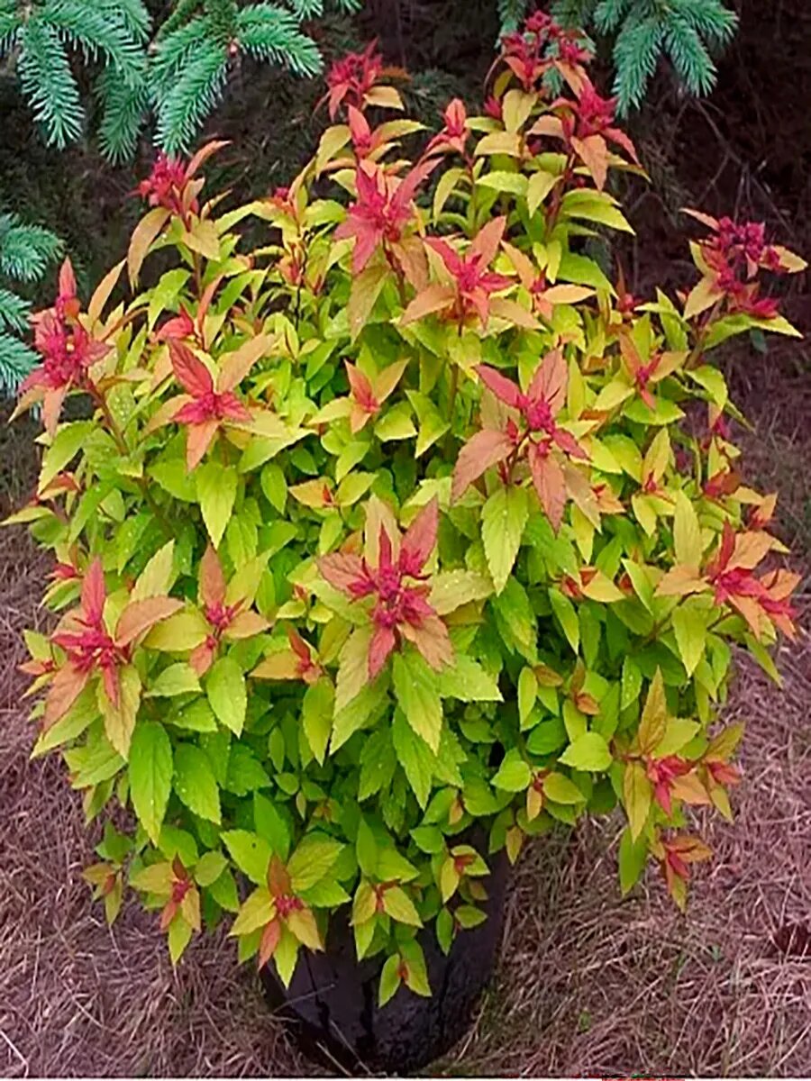 Спирея японская Merlot Green