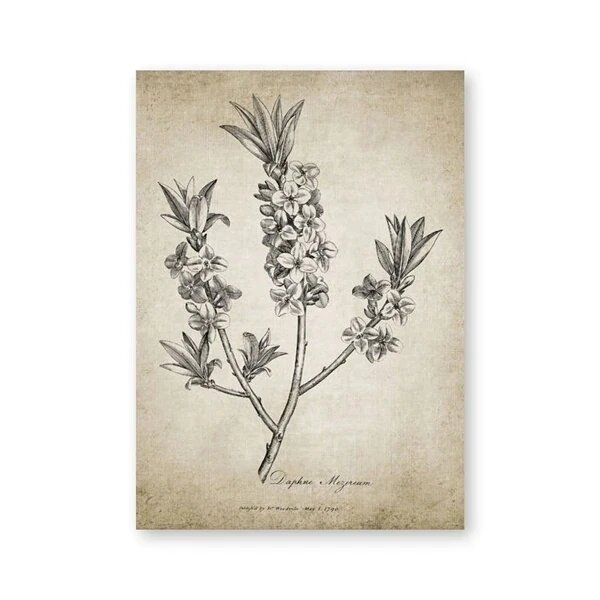 Ботанический принт Daphne Mezereum, античный стиль, 20x25 см, без рамы, 1PH5336