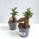 Фикус Микрокарпа Гинсенг д.9 см (Комнатное Растение, Ficus microc...