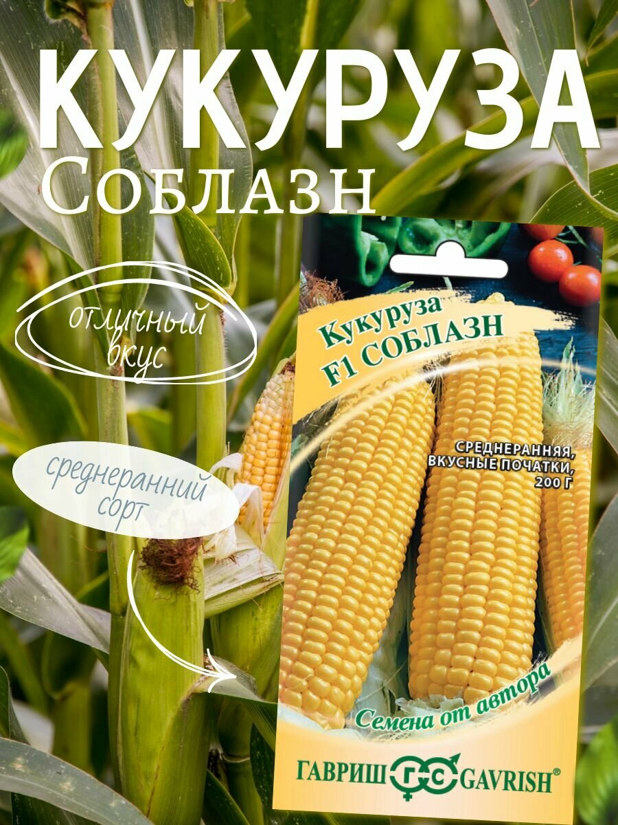 Семена кукурузы Гавриш "Соблазн", раннеспелые, однолетние, 5 г