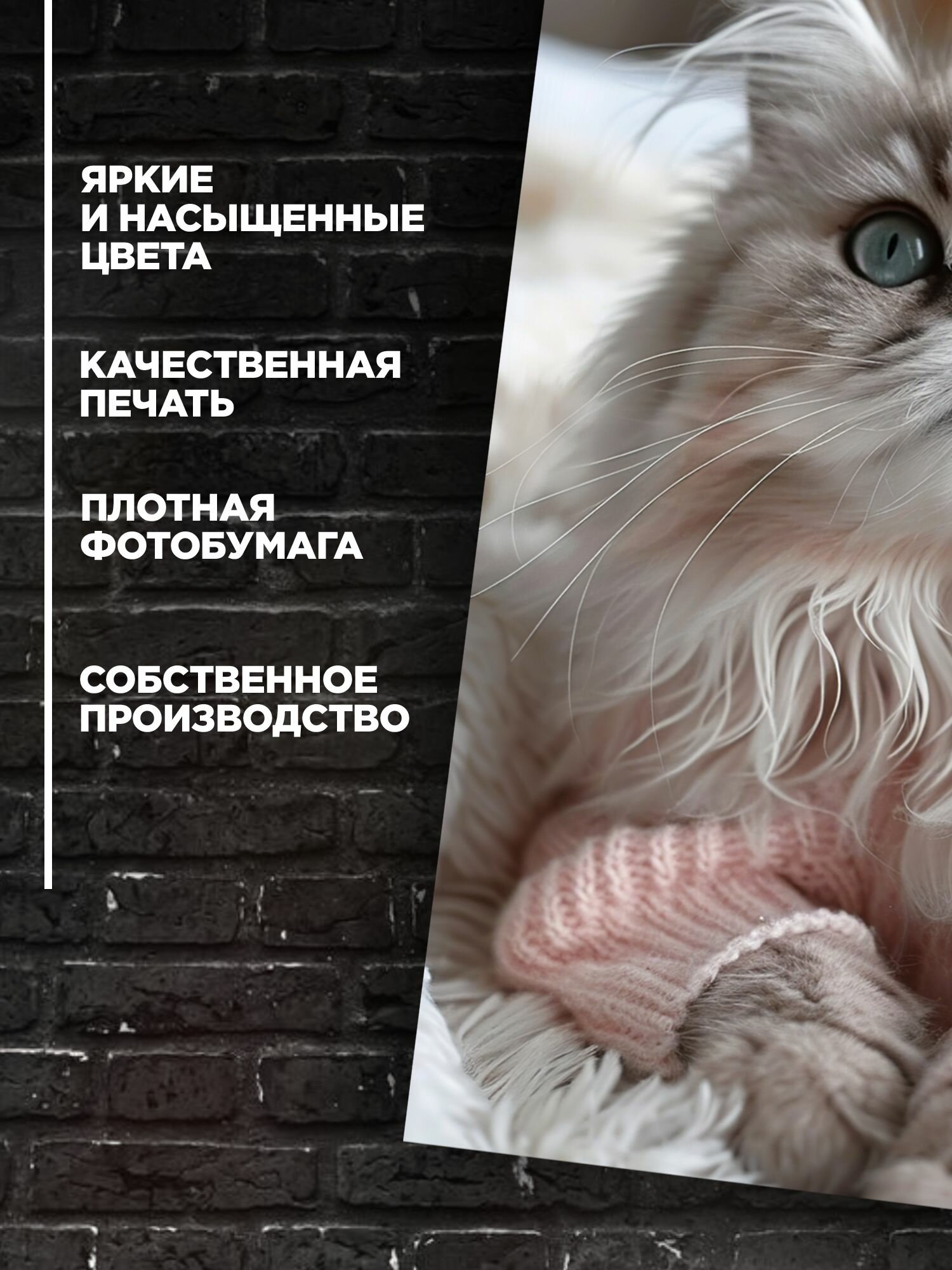 Постер Котики, Эстетика — фото 1