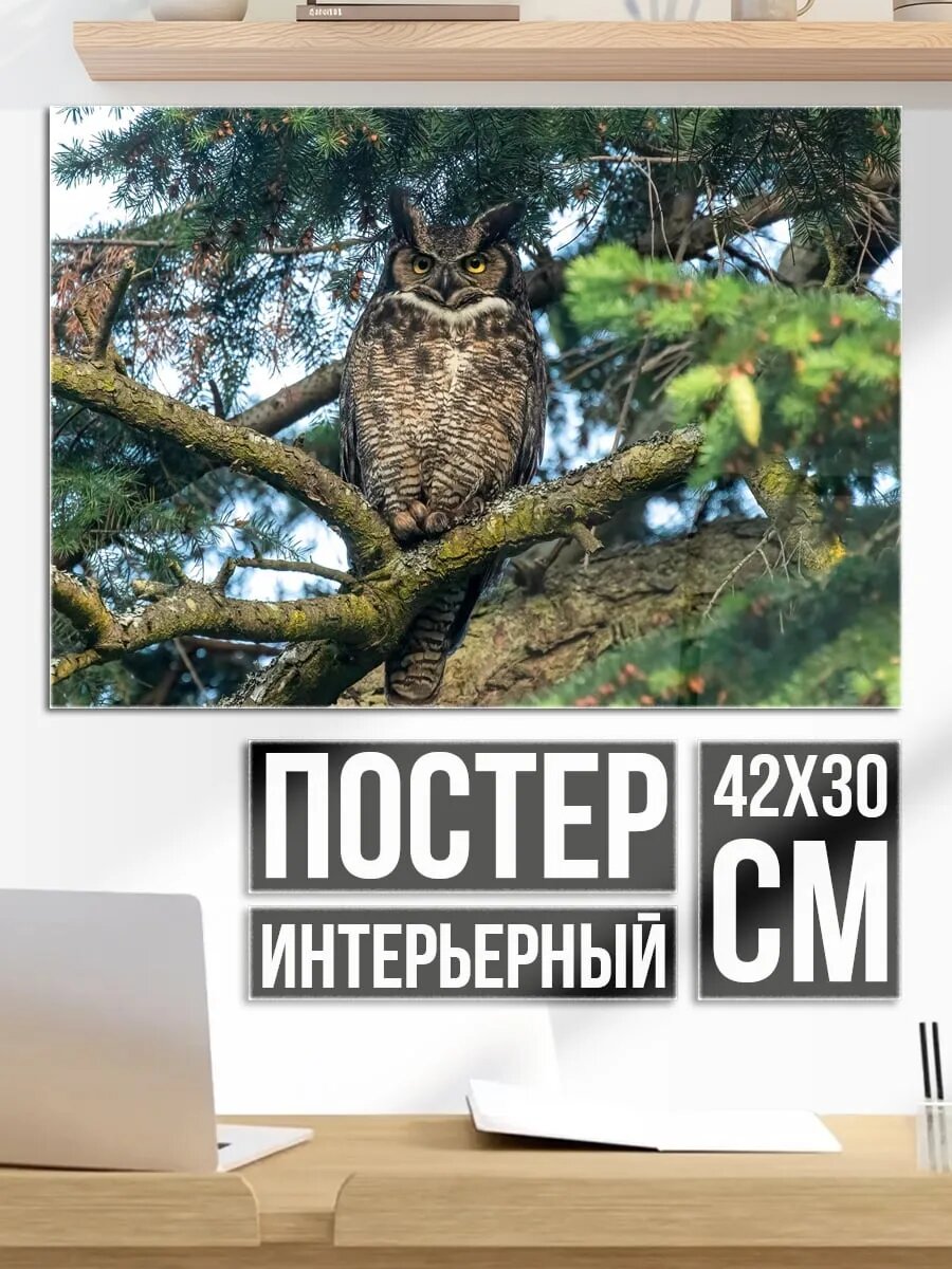 Плакат постер филин на ветке