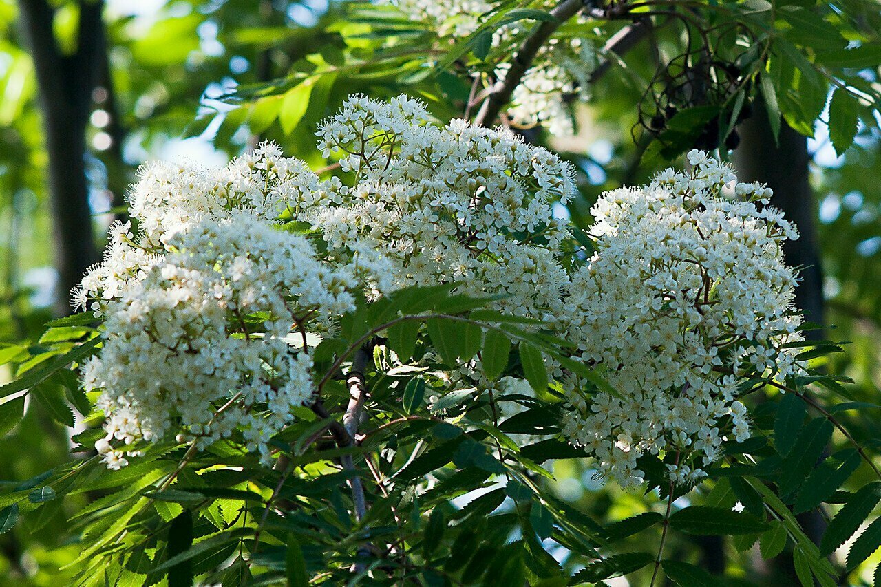 Рябина Моравская (Sorbus moravian), 300-350, С32