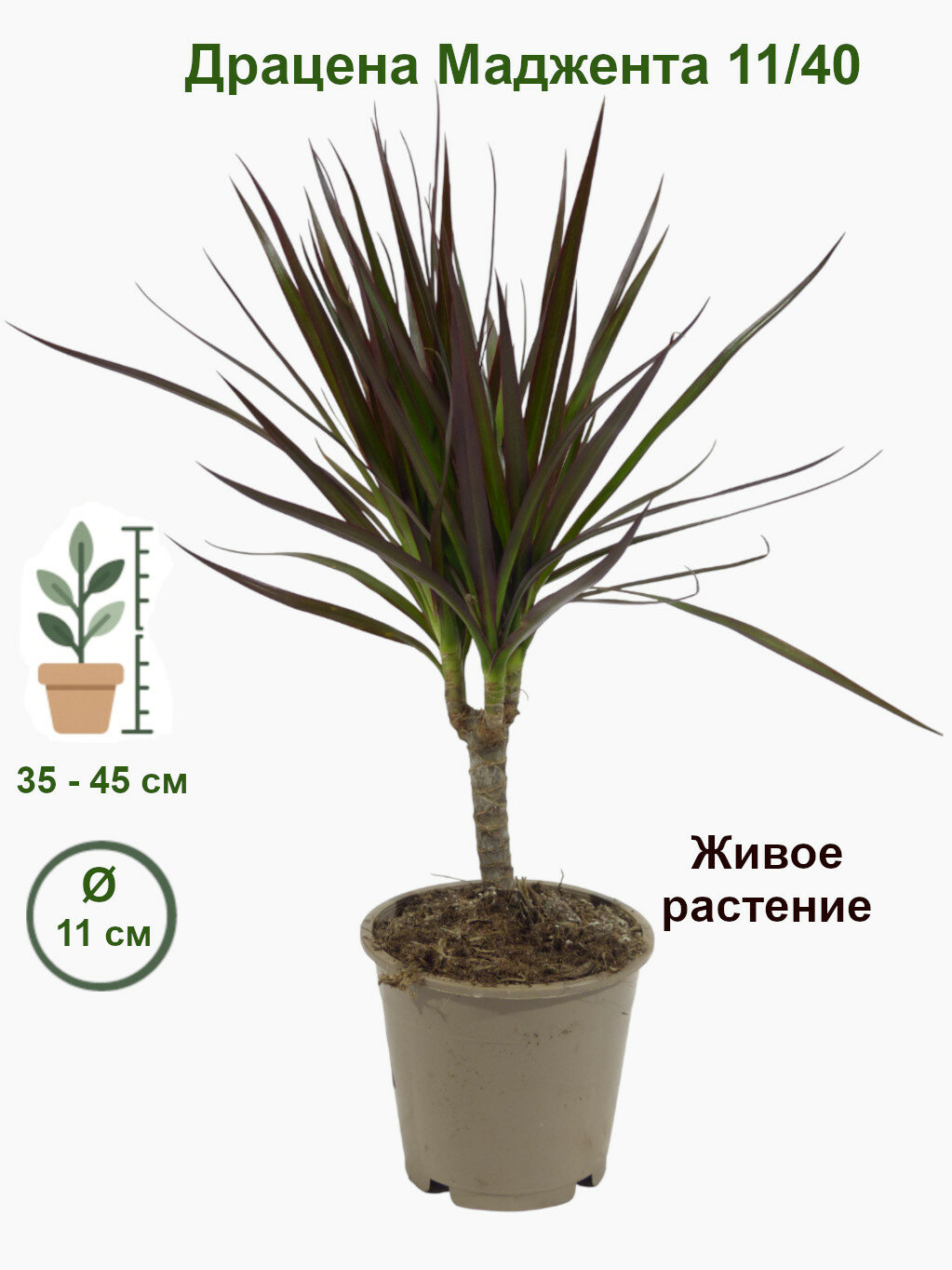 Драцена Маджента 15cm на штамб 11/40