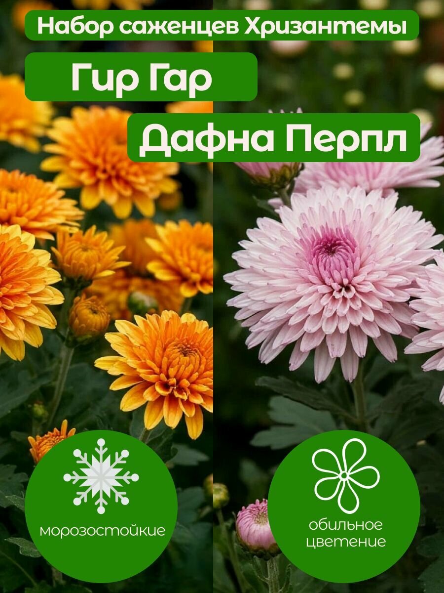 Хризантемы Гир Гар и Дафна Перпл