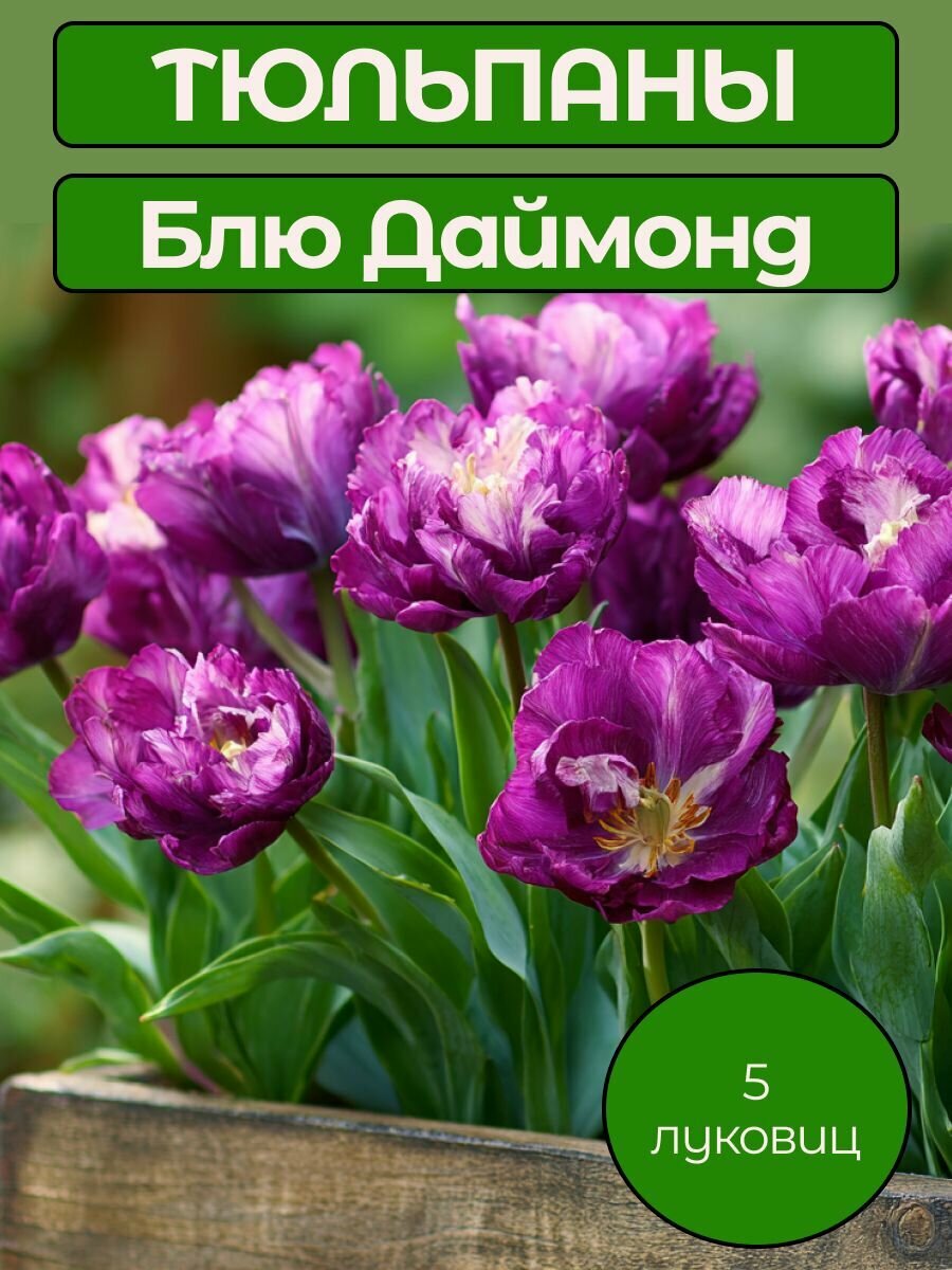 Луковицы тюльпана Блю Даймонд 5 шт
