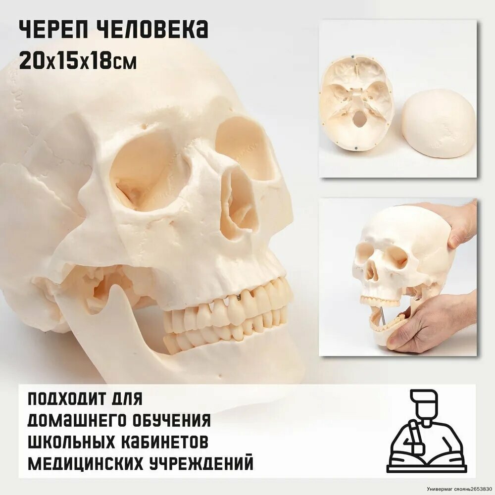 Анатомическая модель Макет черепа человека, 20*15*18 см