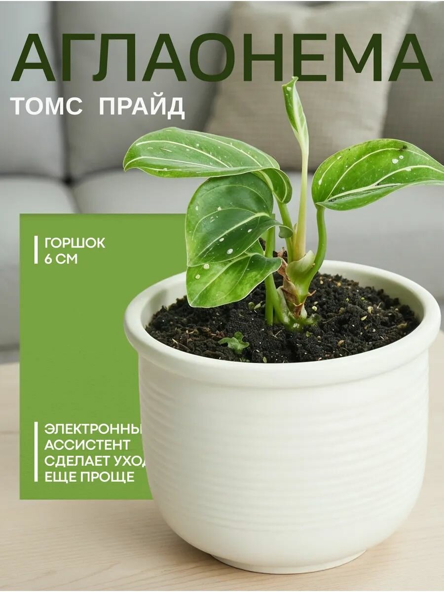 Аглаонема Томс Прайд Живое комнатное растение