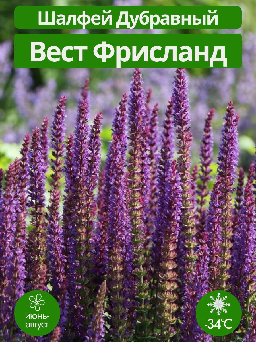 Шалфей дубравный Вест Фрисланд