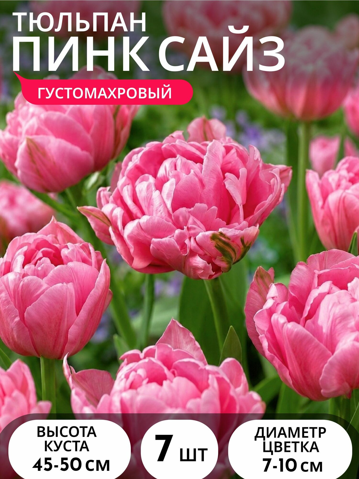 Тюльпаны махровые многолетние луковицы сорта "Пинк Сайз" 7 шт