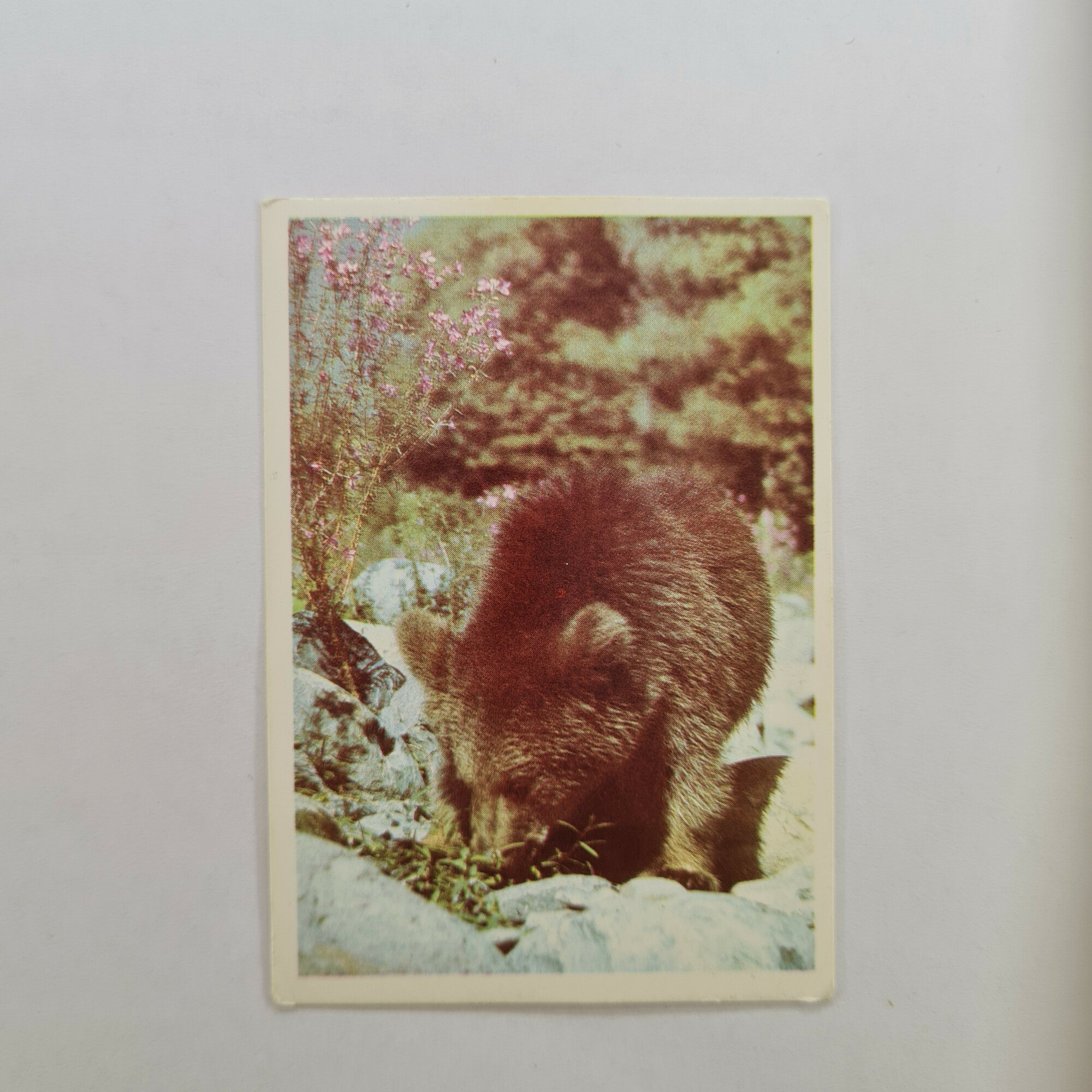 Карманный календарик СССР 1990. Медвежонок, животные. Советский календарь винтажный, фото