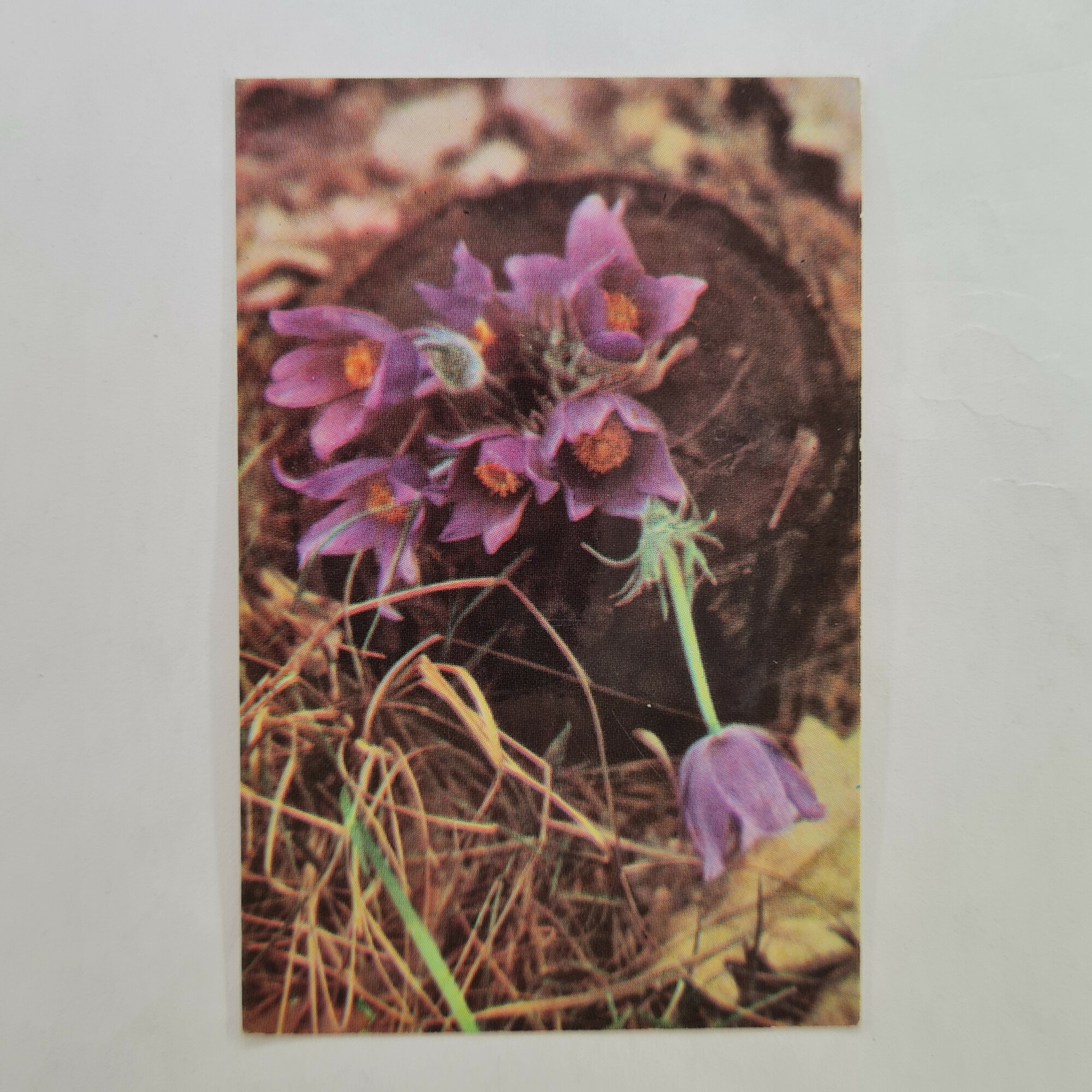 Карманный календарик СССР 1989. Лесные цветы, фото Е. Кузовова. Советский календарь винтажный