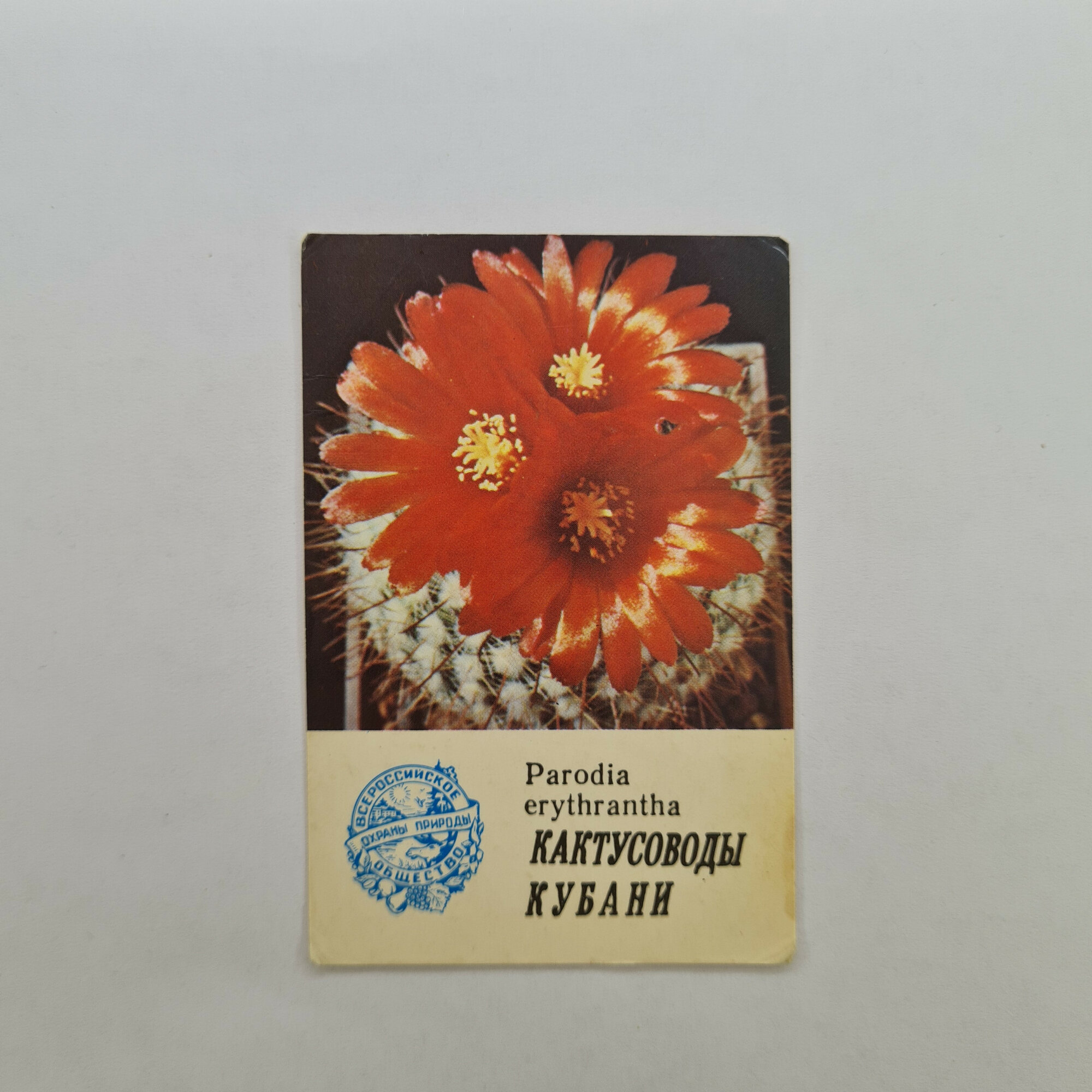 Карманный календарик СССР 1986. Кактусоводы Кубани, цветы кактуса Parodia erythrantha. Советский кал