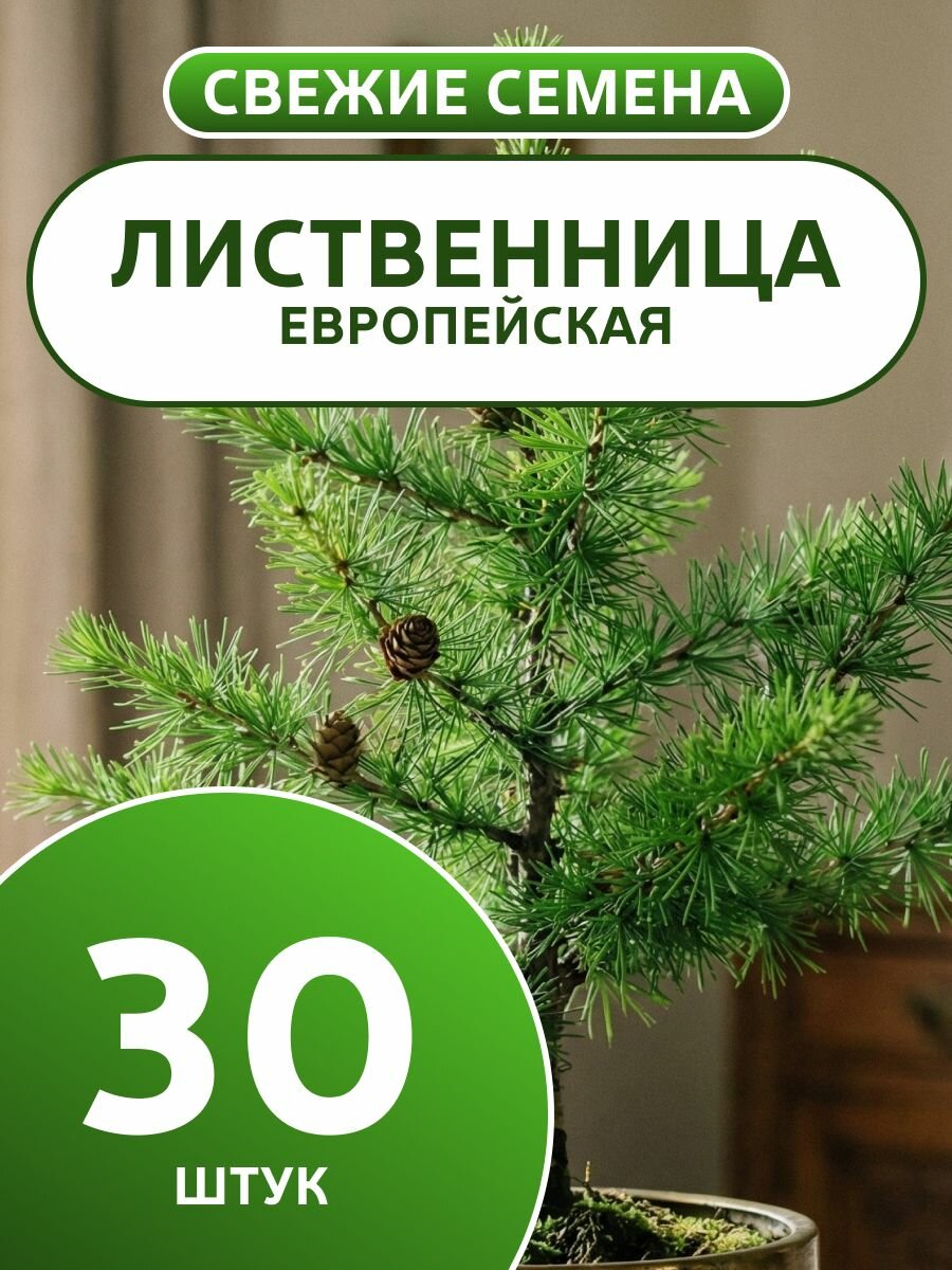 Семена Лиственницы для выращивания, 30 шт