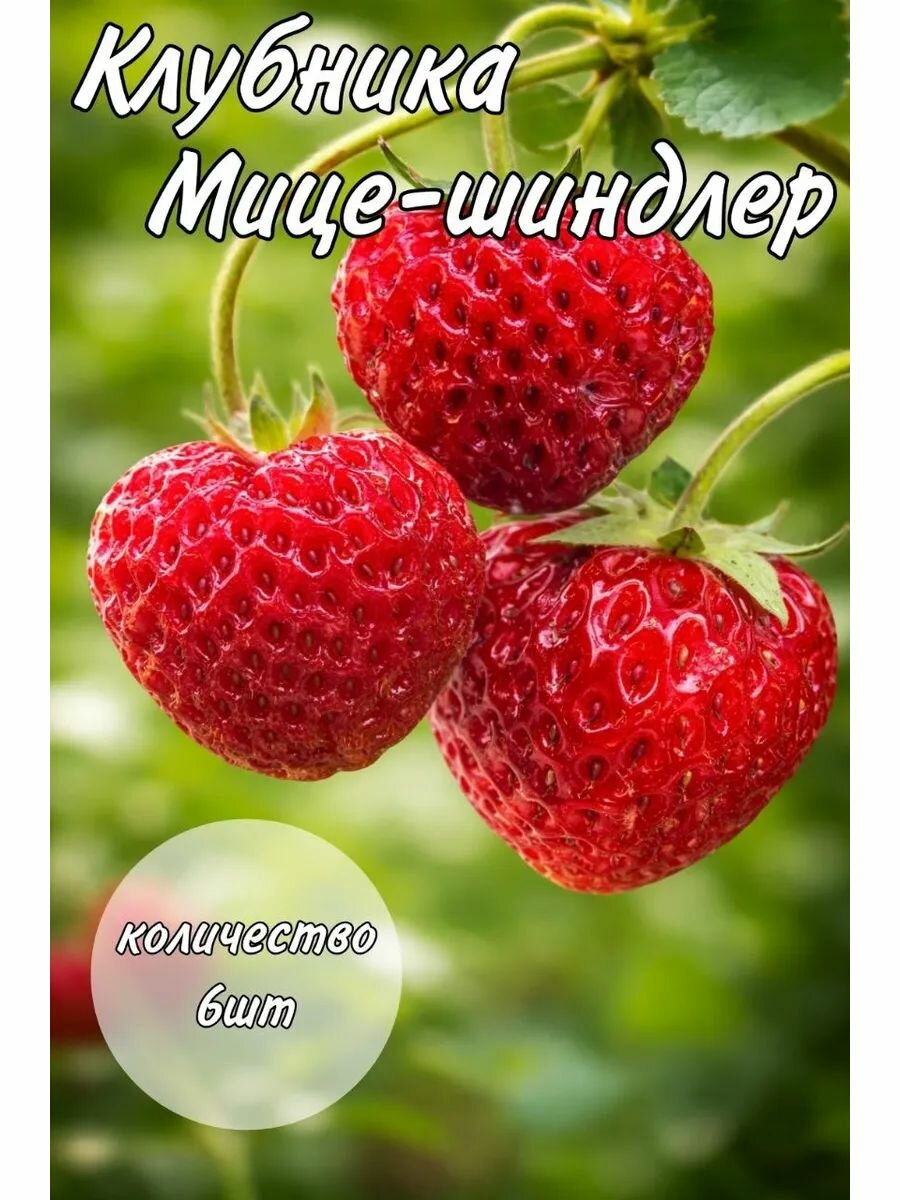 Клубника "Мице-шиндлер"
