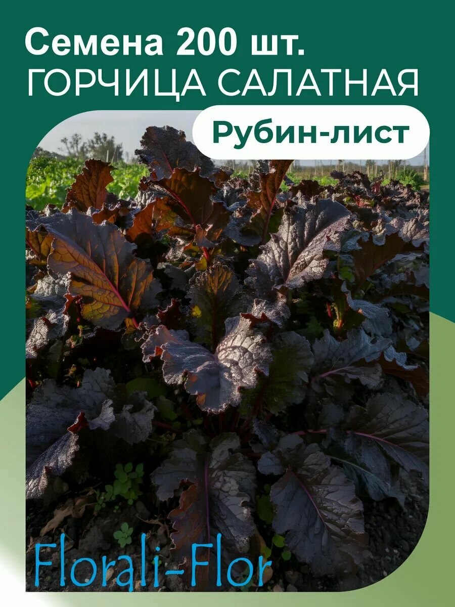 Горчица Салатная Семена
