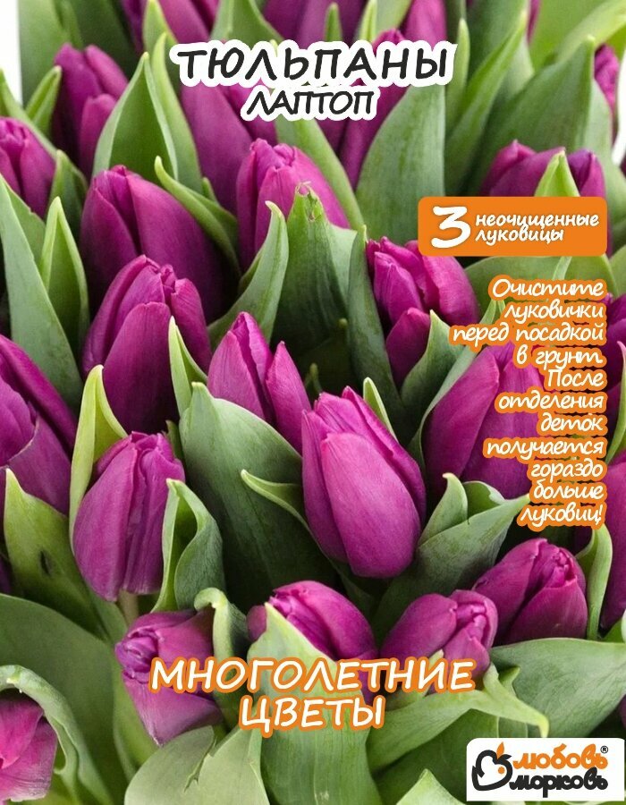 Тюльпан Луковица, Лаптоп, 3 шт