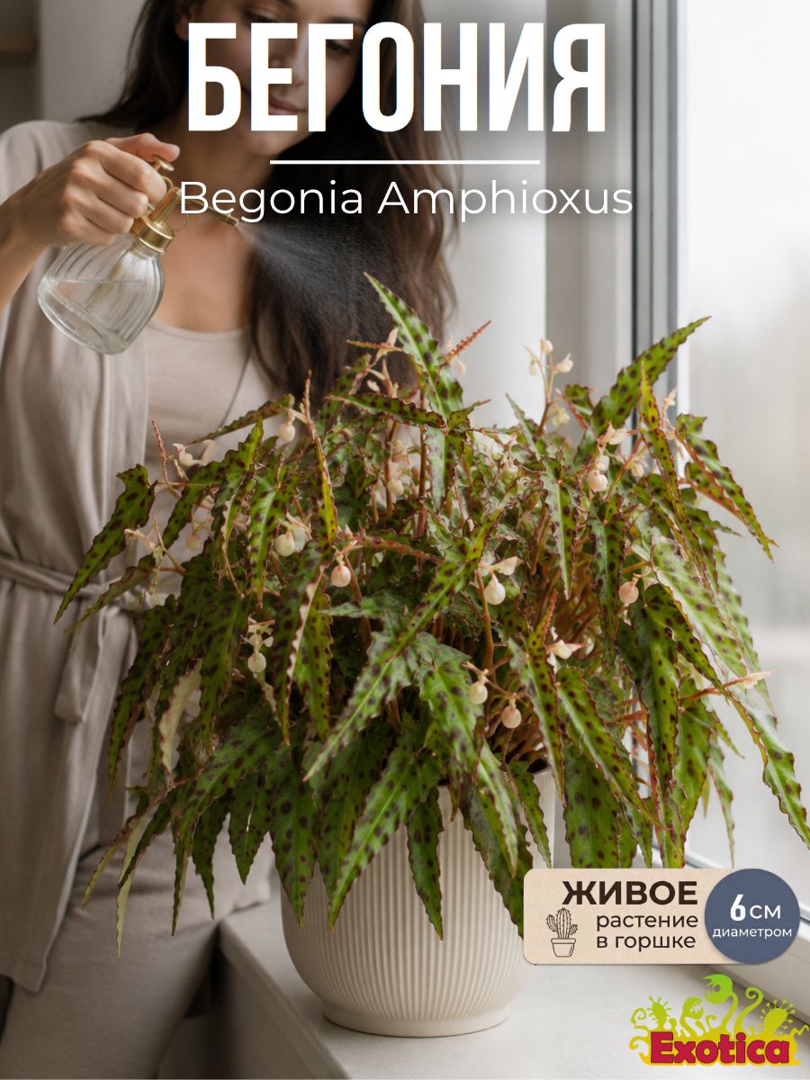 Бегония Амфиоксус (Begonia Amphioxus) D6см, растение в горшке