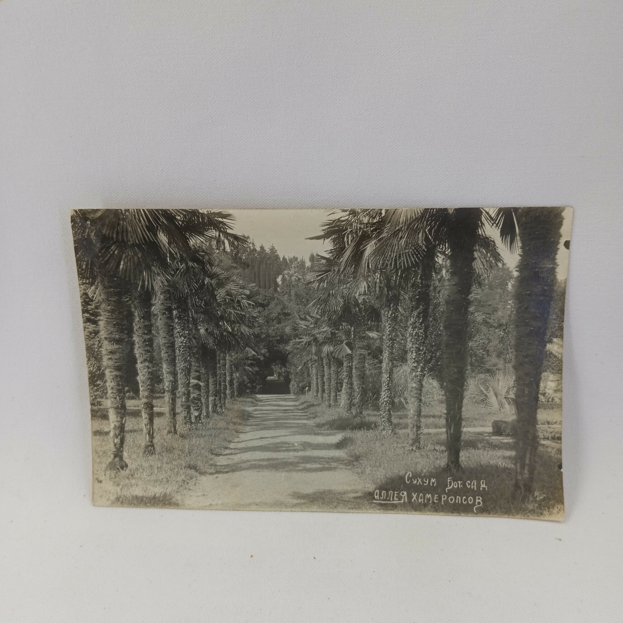 Фотография винтажная, СССР. Сухумский ботанический сад, фотоснимок Аллеи хамеропсов